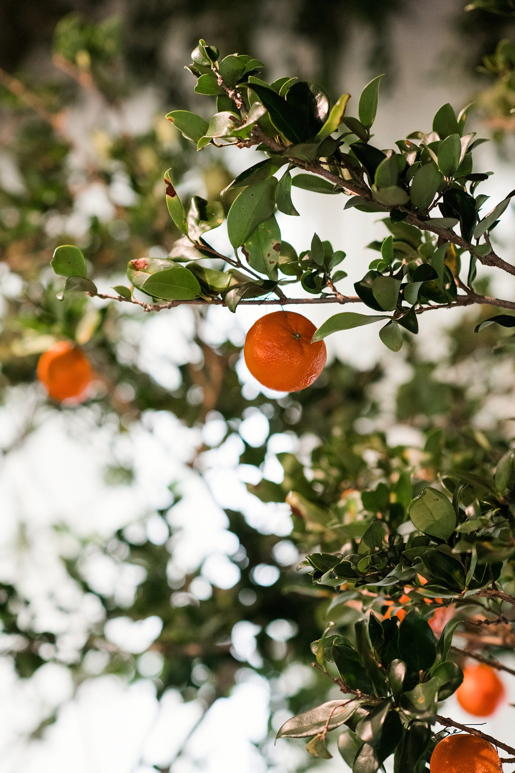 8 Ways To Use Citrus In Your Wedding - Up the Creek Farms
